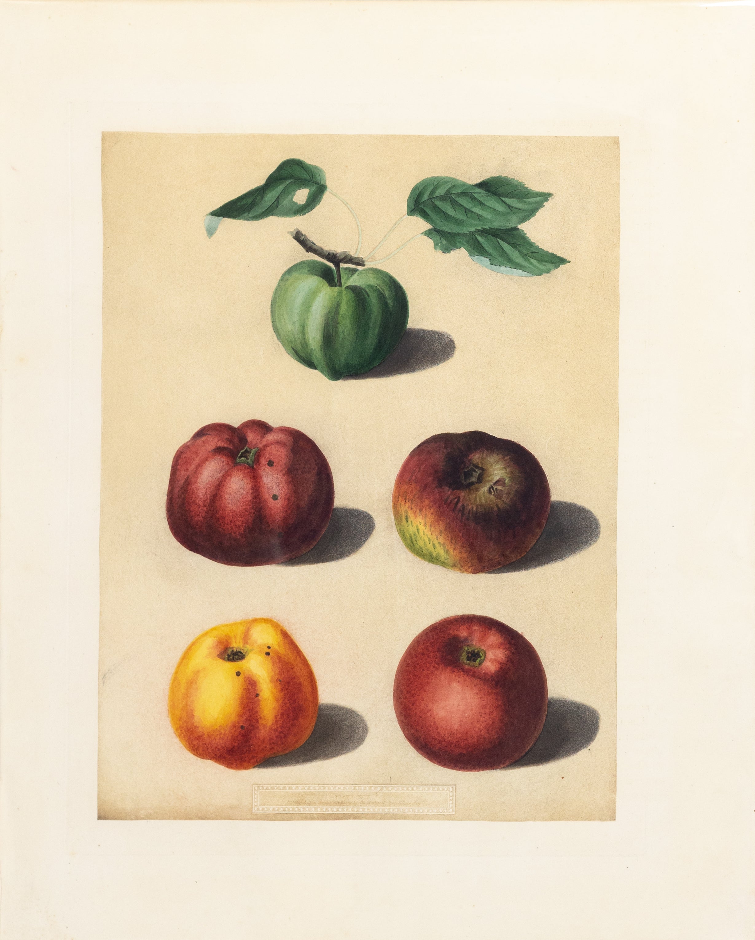 George Brookshaw: Pomona Britanica – Arader Galleries