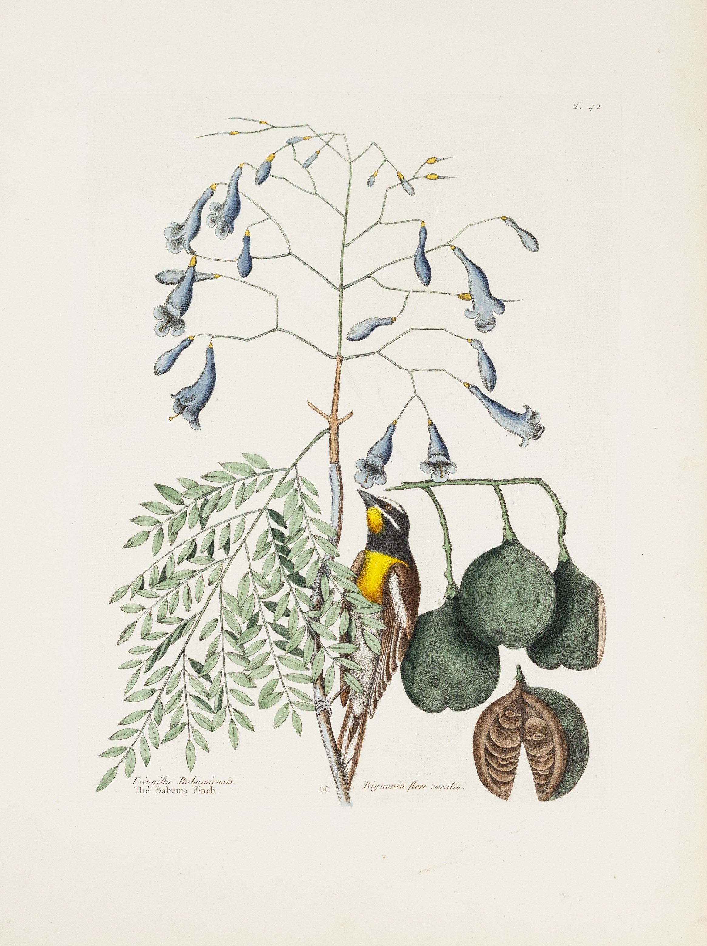 Mark Catesby: Natural History (Birds) – Arader Galleries