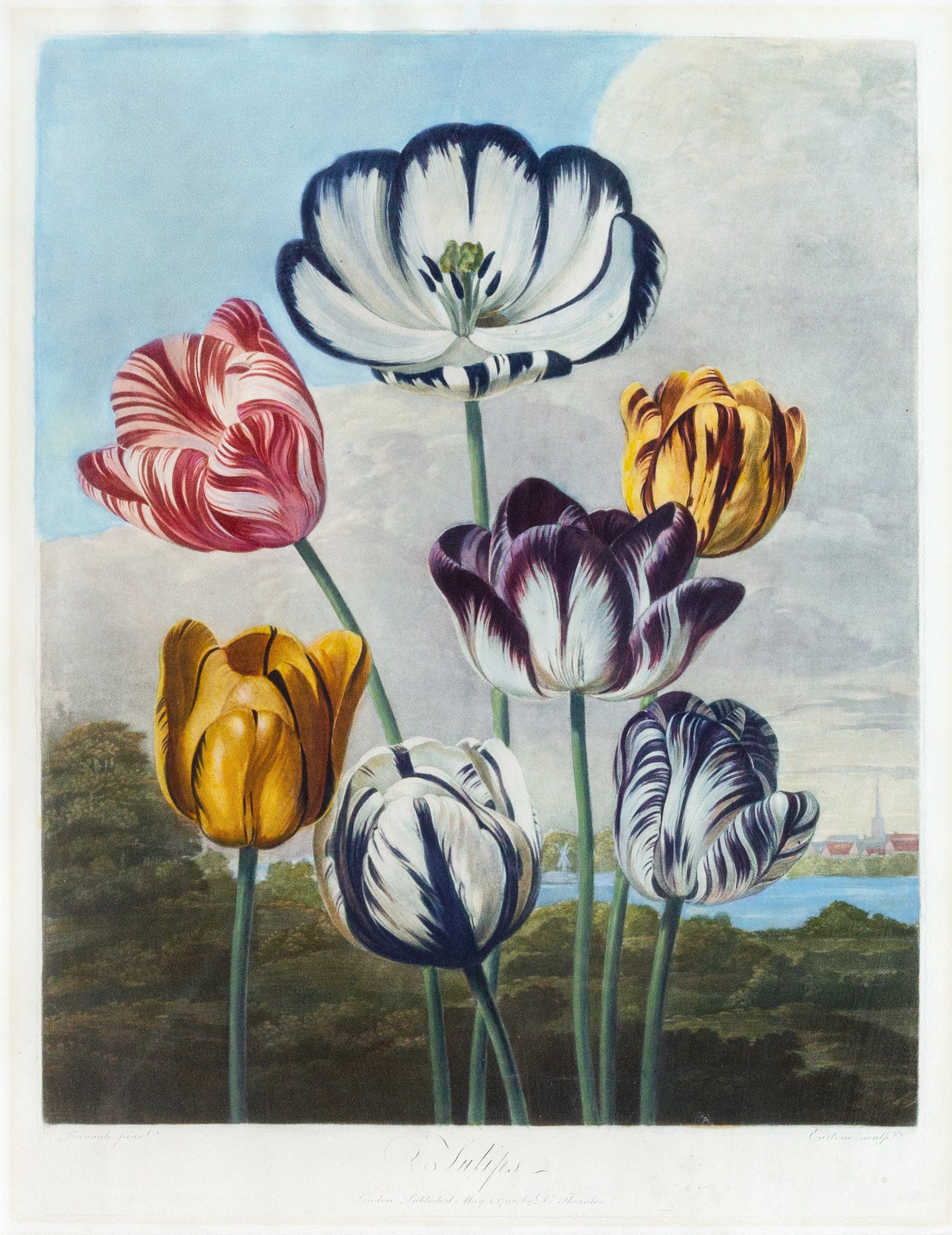 Dr. Robert John Thornton: Temple of Flora – Arader Galleries