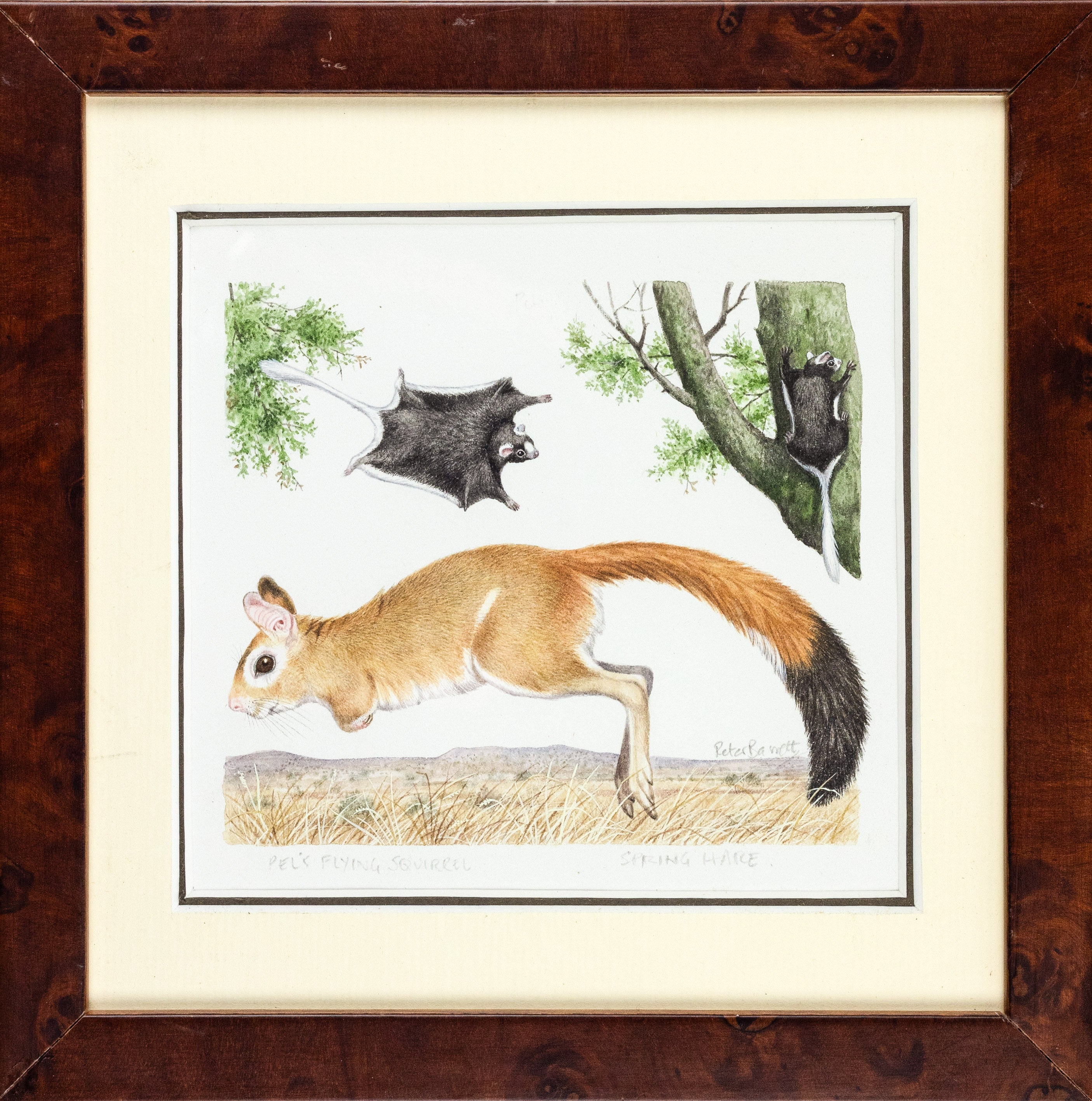 BARRETT, Peter (British, b. 1935). Pel's Flying Squirrel & Spring Hare ...