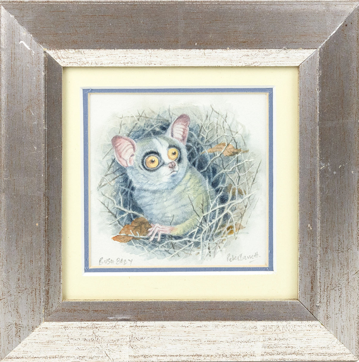 BARRETT, Peter (British, b. 1935). "Bushbaby" one of the loris family ...